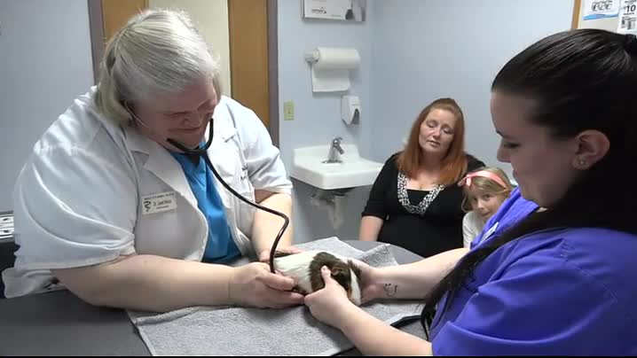 Maple City Animal Hospital - La Porte, IN